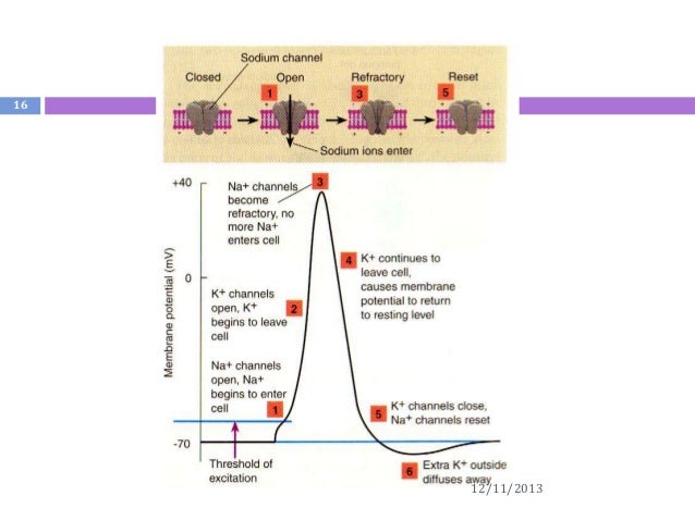 ACTION POTENTIAL - IONIC BASIS AND RECORDING