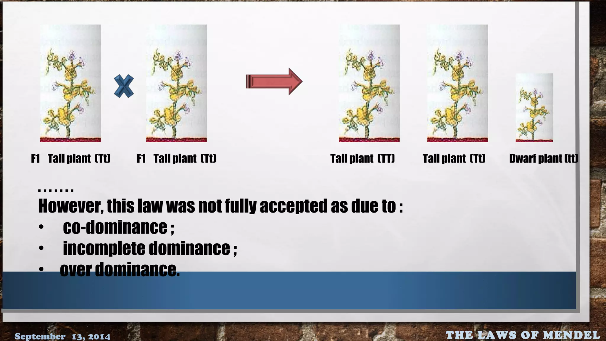THE LAWS OF MENDEL | PPT