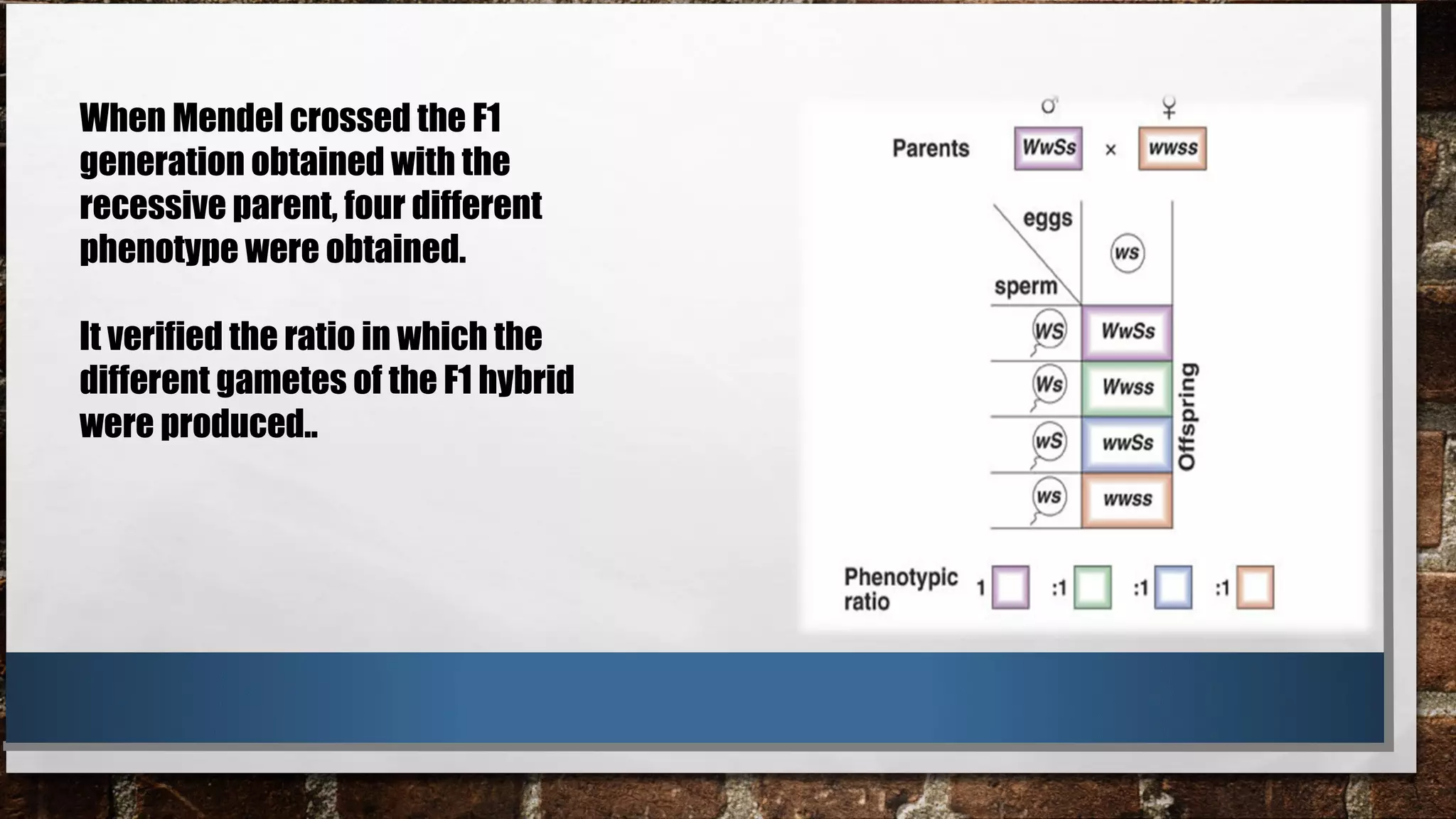 THE LAWS OF MENDEL | PPT