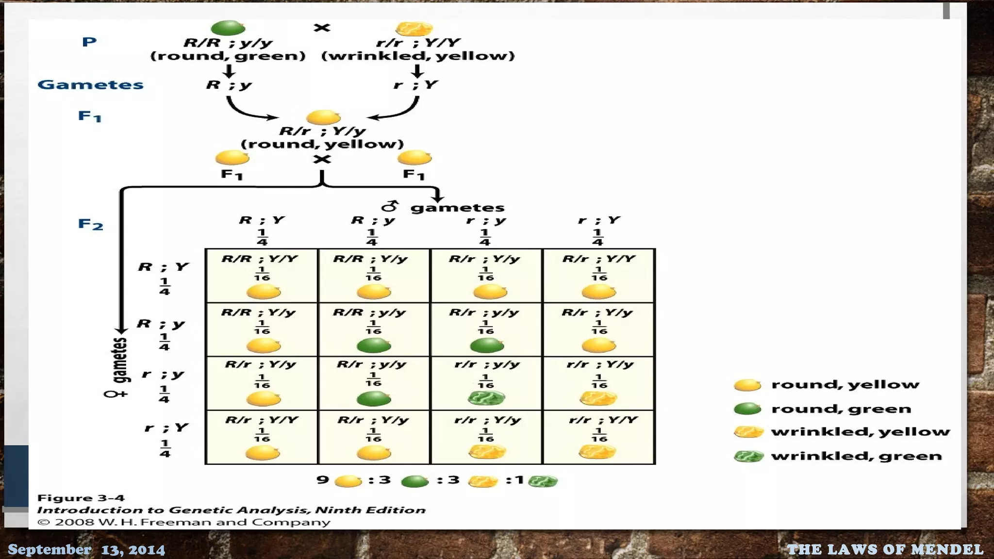 THE LAWS OF MENDEL | PPT