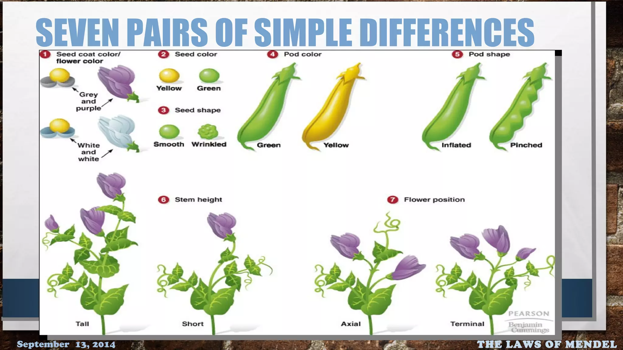 THE LAWS OF MENDEL | PPT