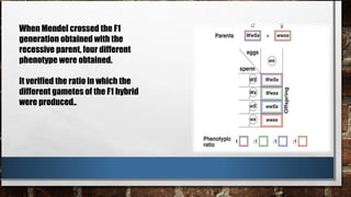 THE LAWS OF MENDEL | PPT