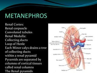 URINOGENITAL SYSTEM | PPTX