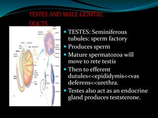URINOGENITAL SYSTEM | PPTX