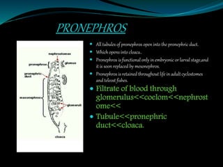 URINOGENITAL SYSTEM | PPTX