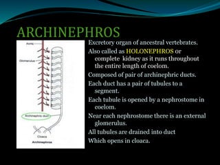 URINOGENITAL SYSTEM | PPT