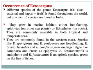 My ppt Ectocarpus (1).pptx................. | PPTX