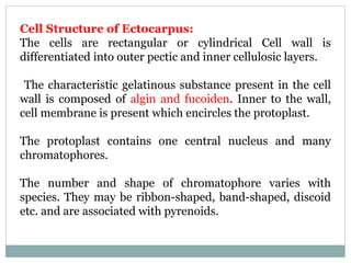 My ppt Ectocarpus (1).pptx................. | PPTX