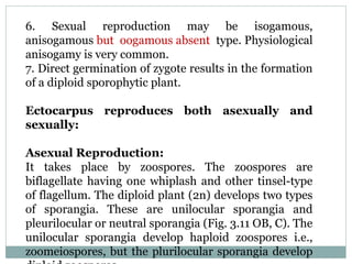 My ppt Ectocarpus (1).pptx................. | PPTX