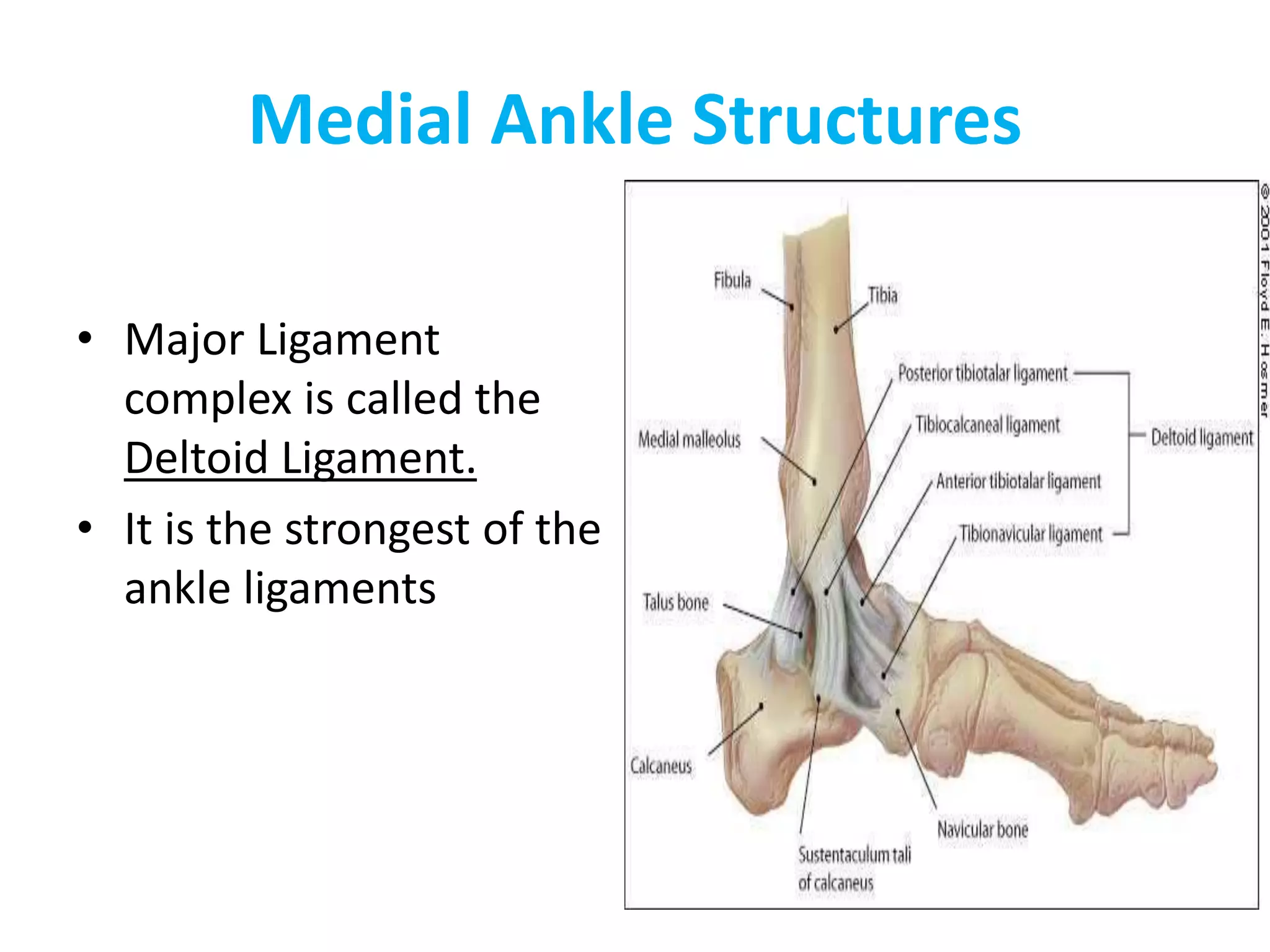 examination of foot and ankle | PPTX