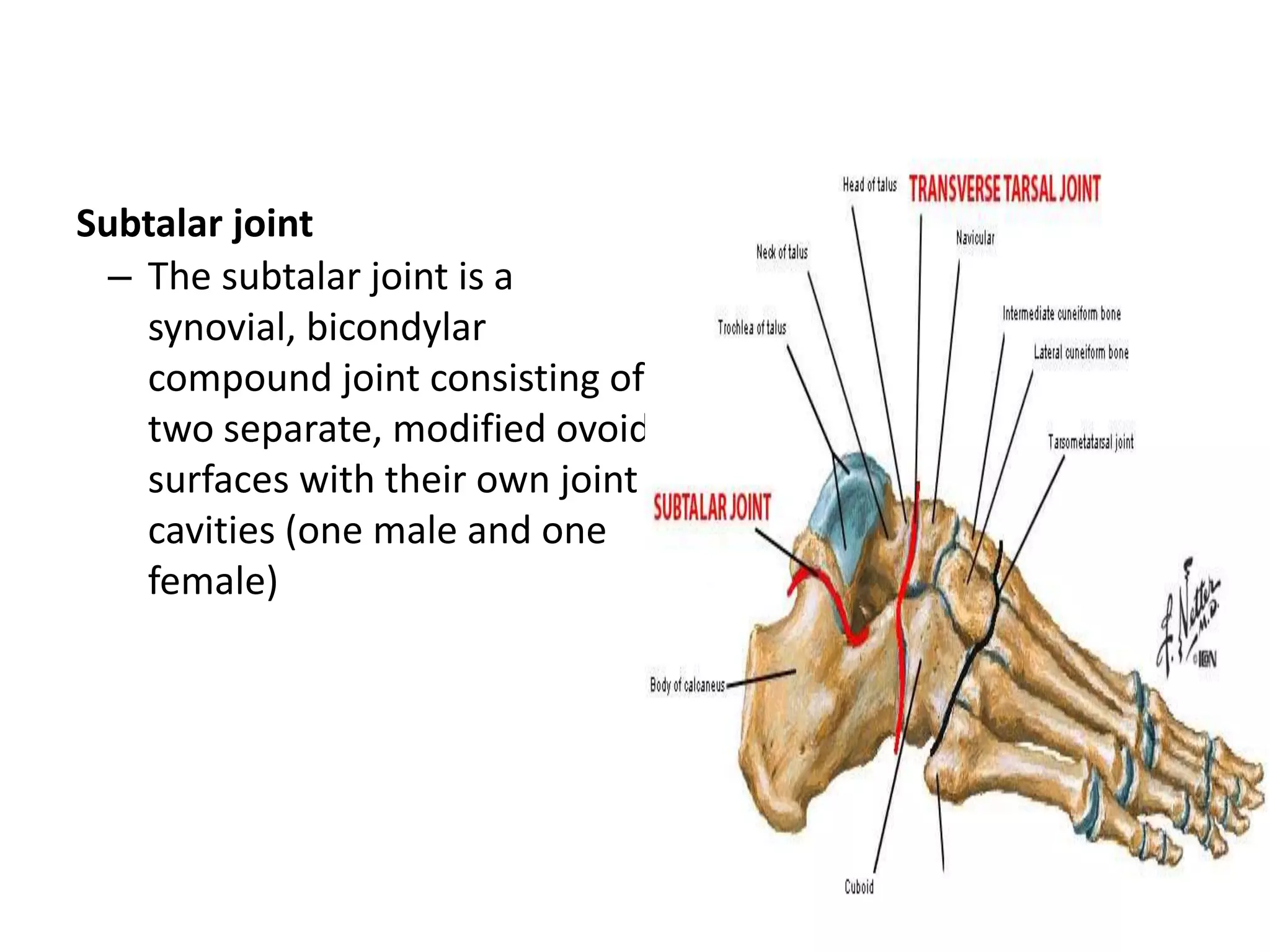 examination of foot and ankle | PPTX