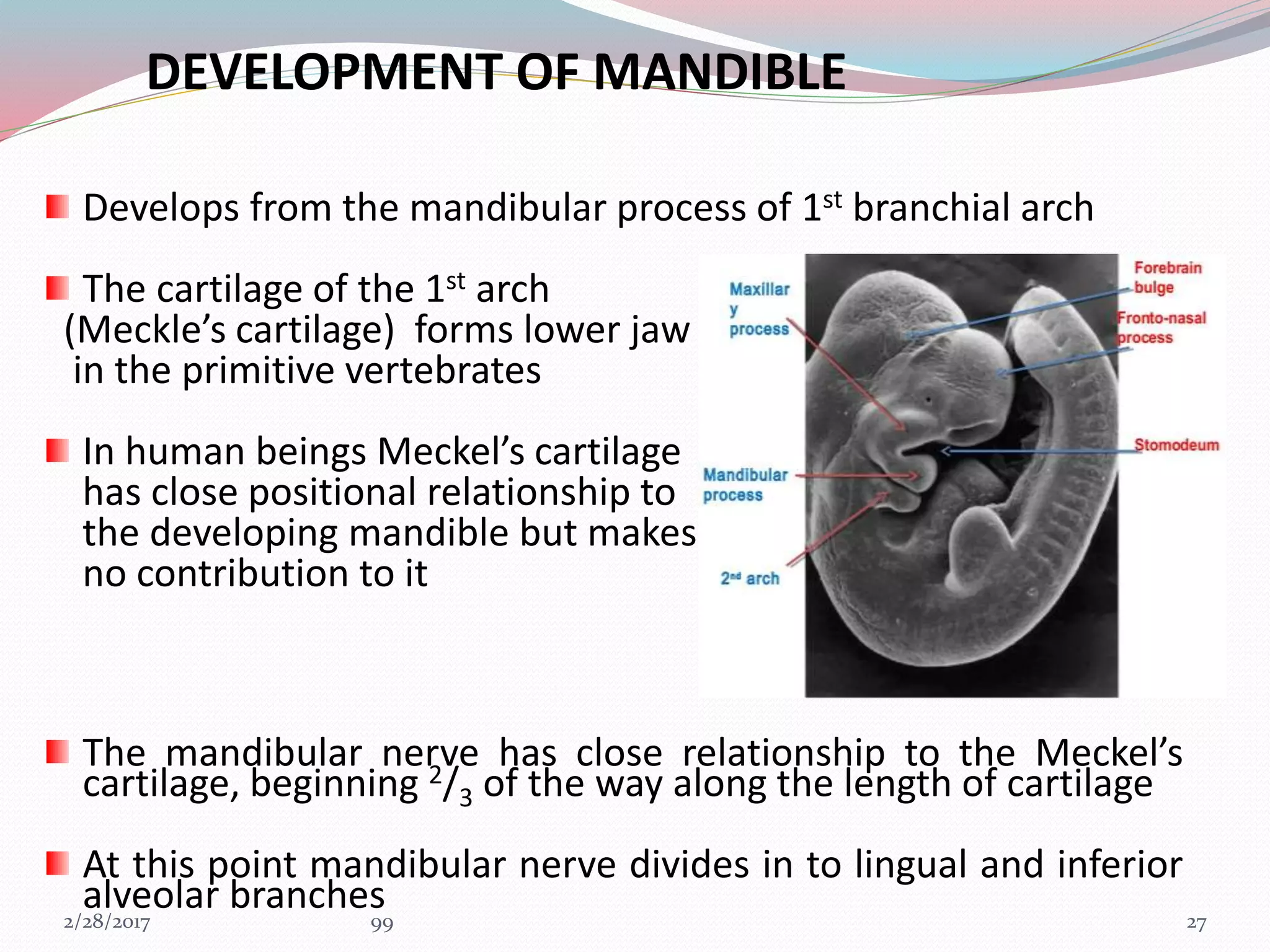 growth and development of mandible | PPTX