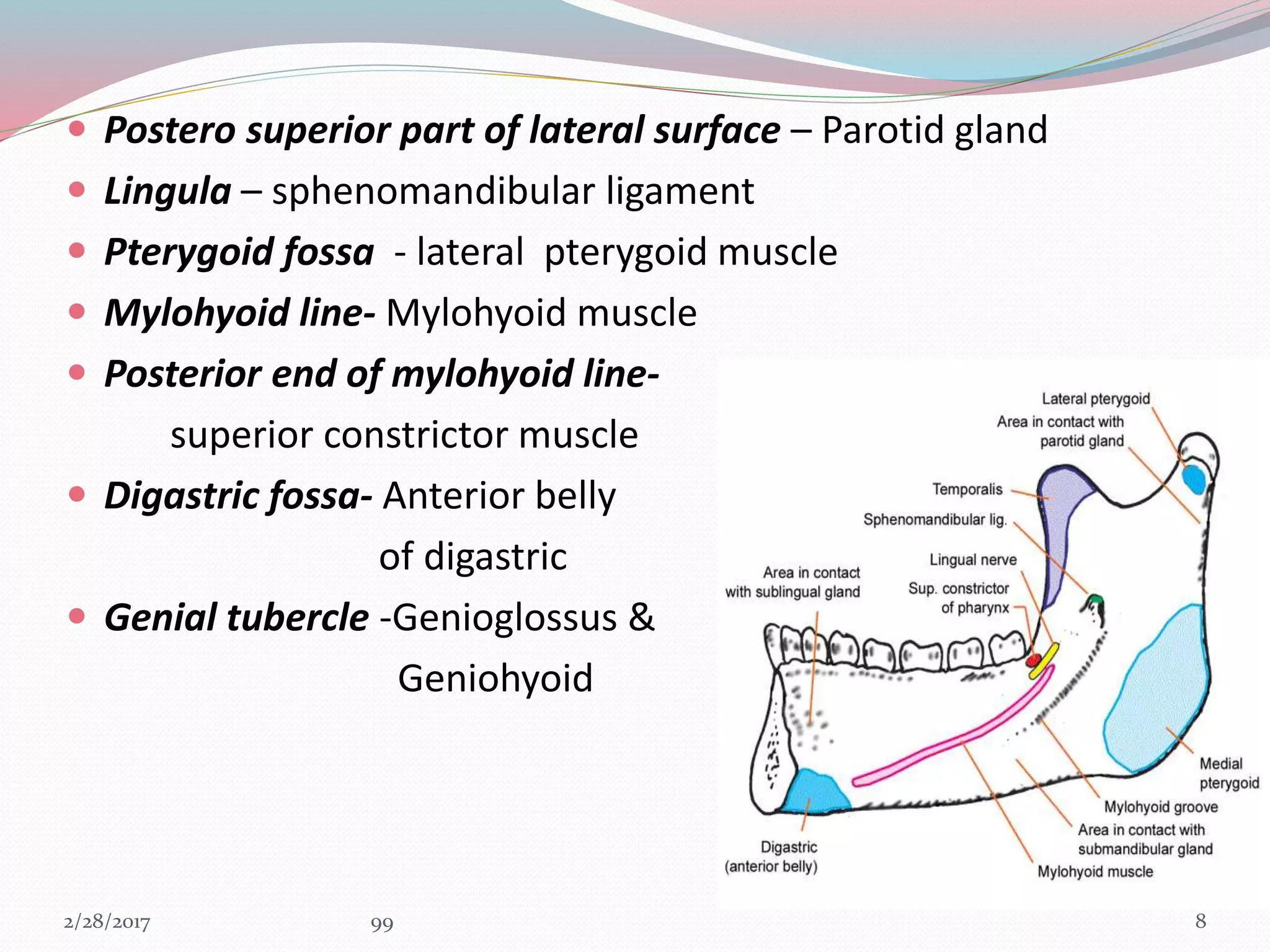 growth and development of mandible | PPTX