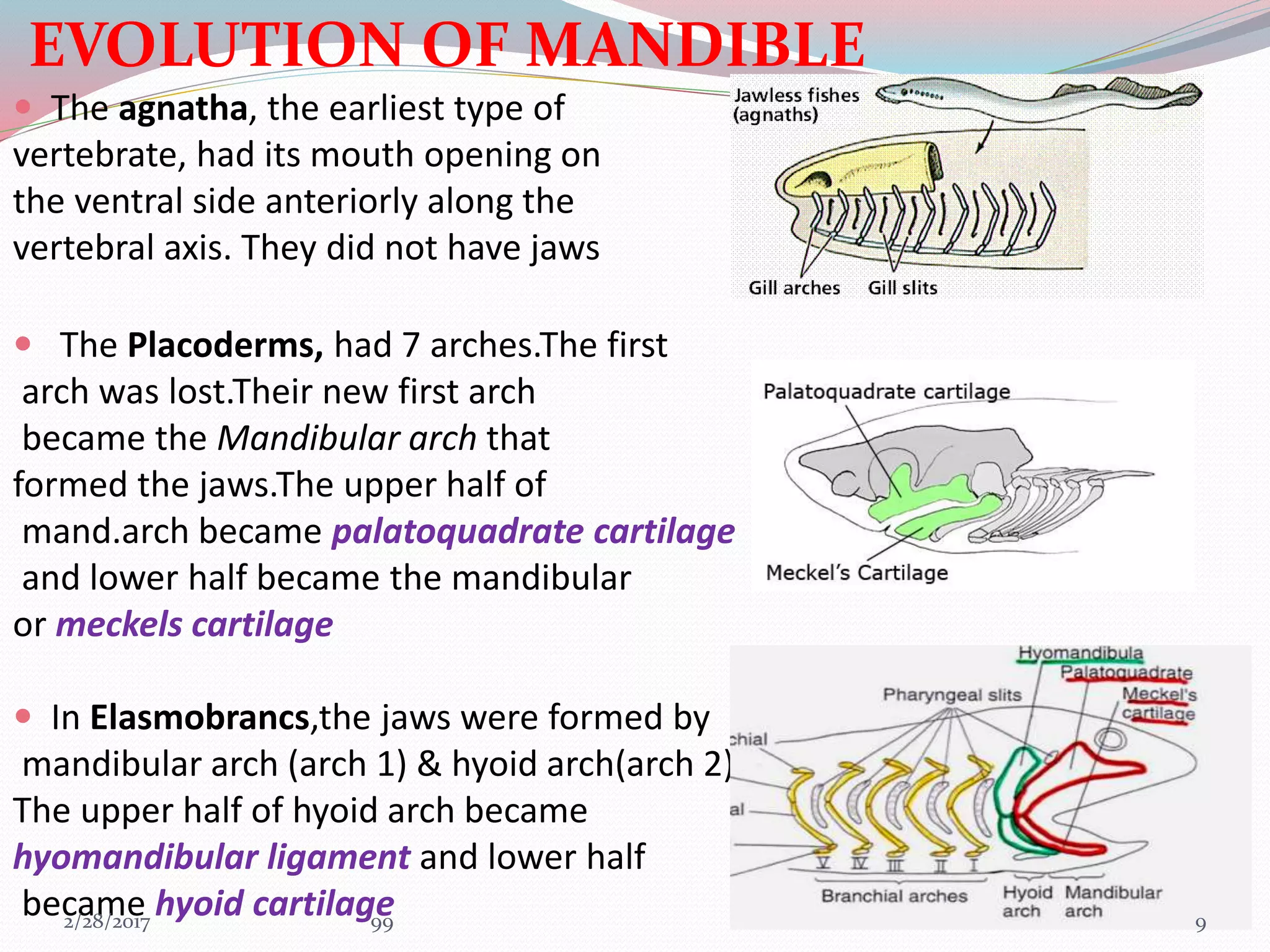 growth and development of mandible | PPTX