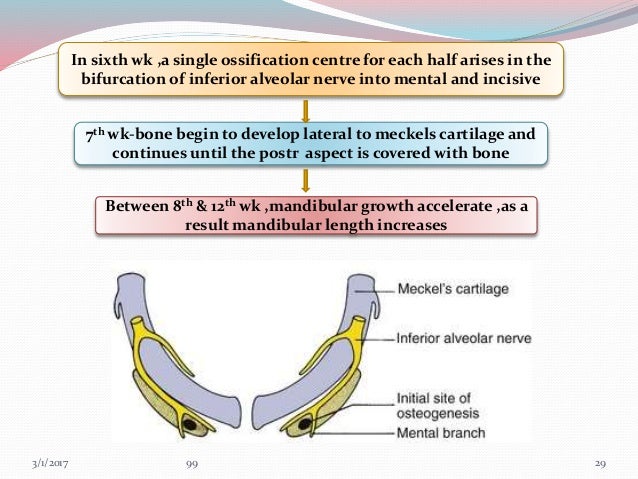 growth and development of mandible