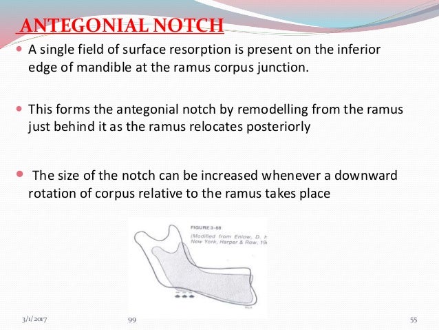 growth and development of mandible