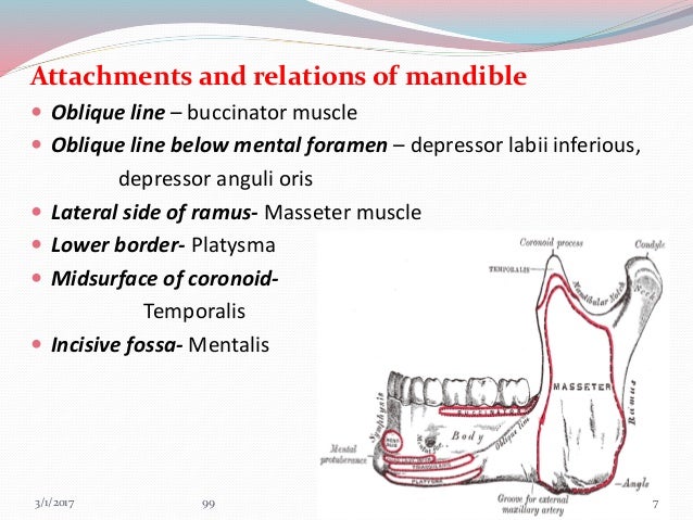 Mandible Muscle Attachments