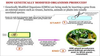 My ppt of gmo | PPTX