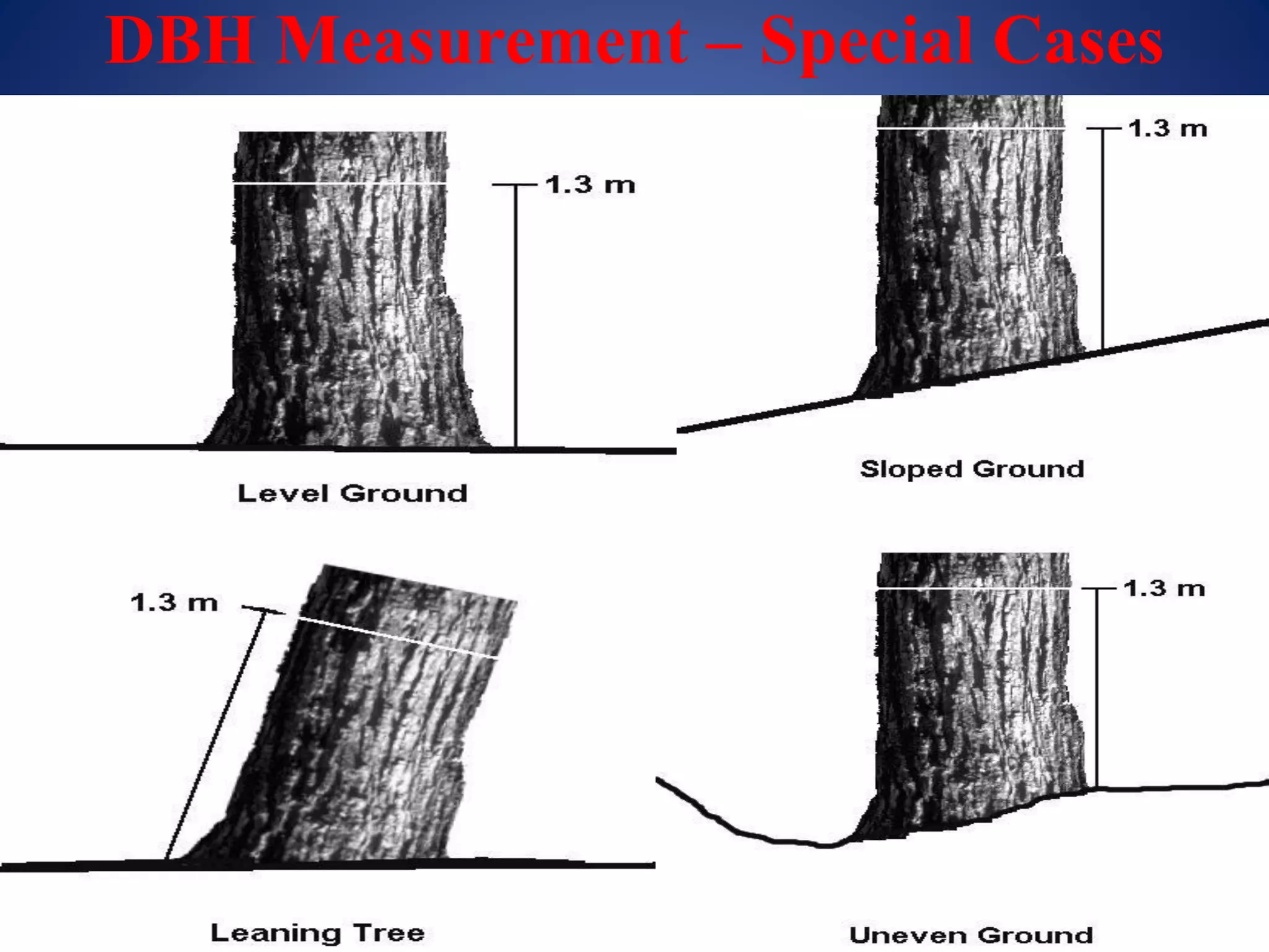 Forest Mensuration Pdf