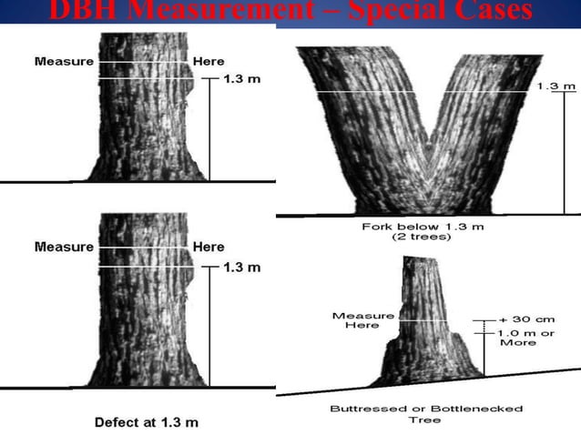 FOREST MENSURATION
