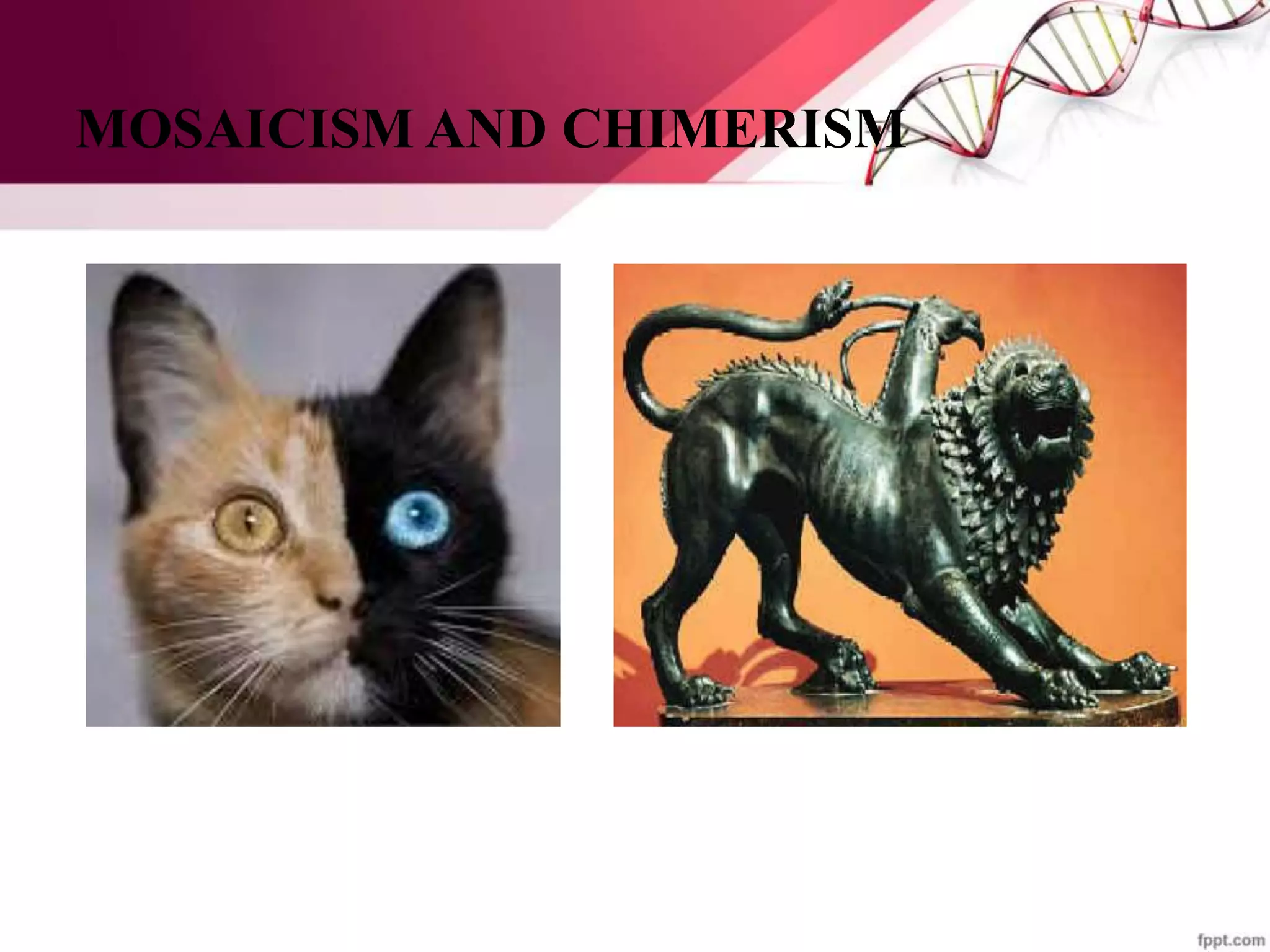 Mosaicism and chimerism | PPTX