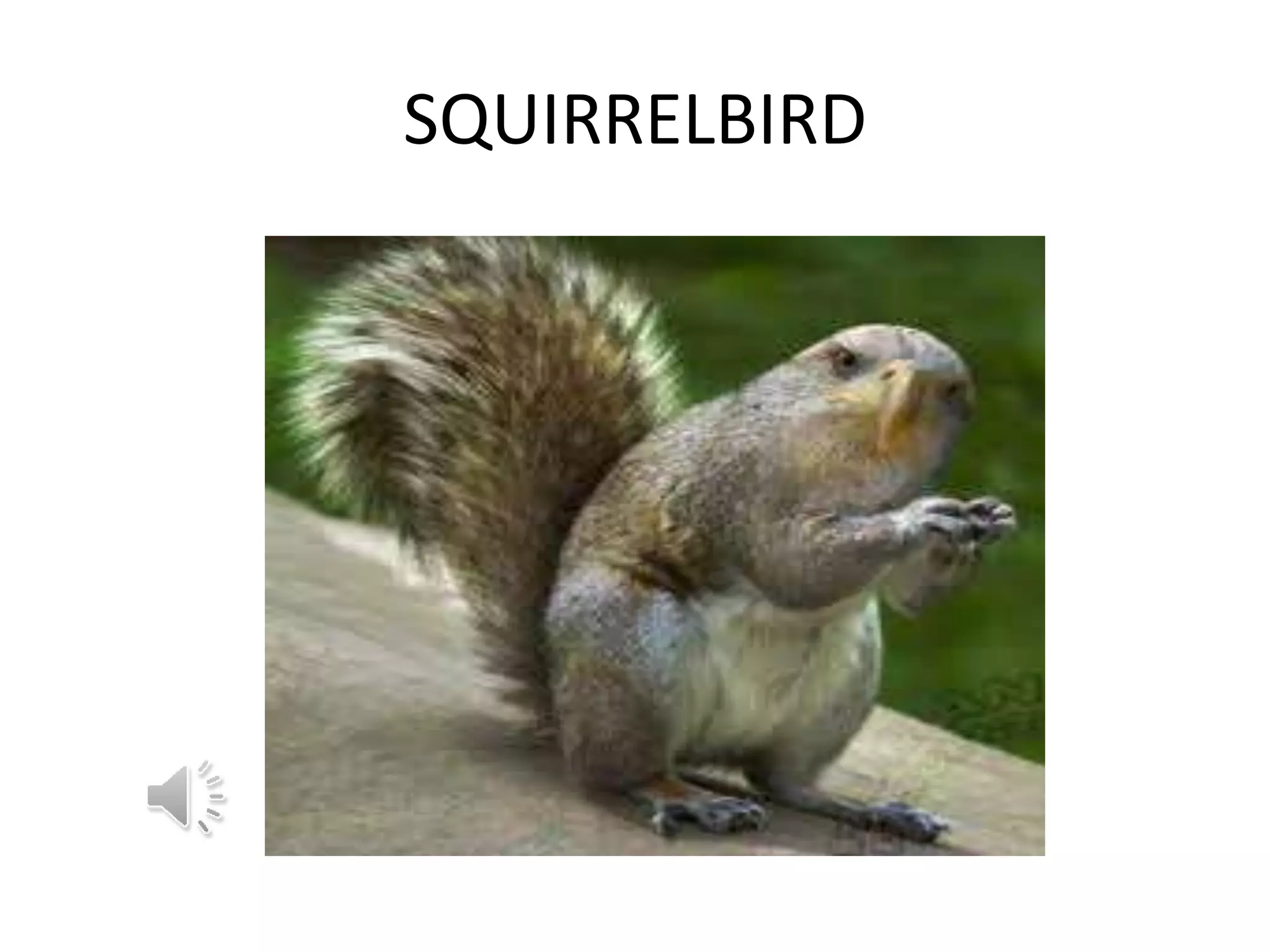 My preposterous pet | PPTX