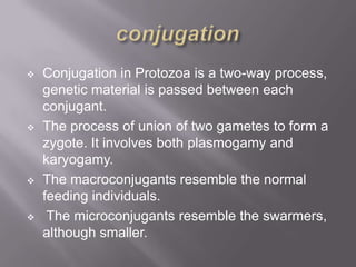 Protozoa | PPTX