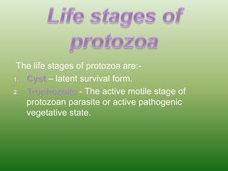 Protozoa | PPTX