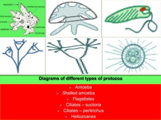 Types Of Protozoa