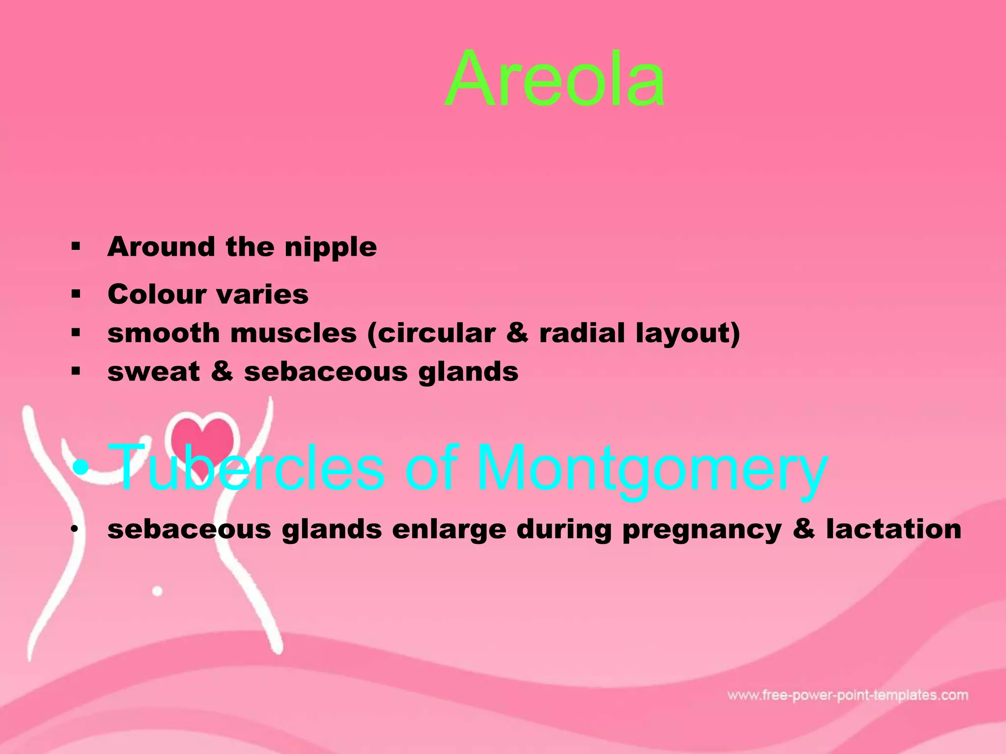 anatomy of breast | PPTX
