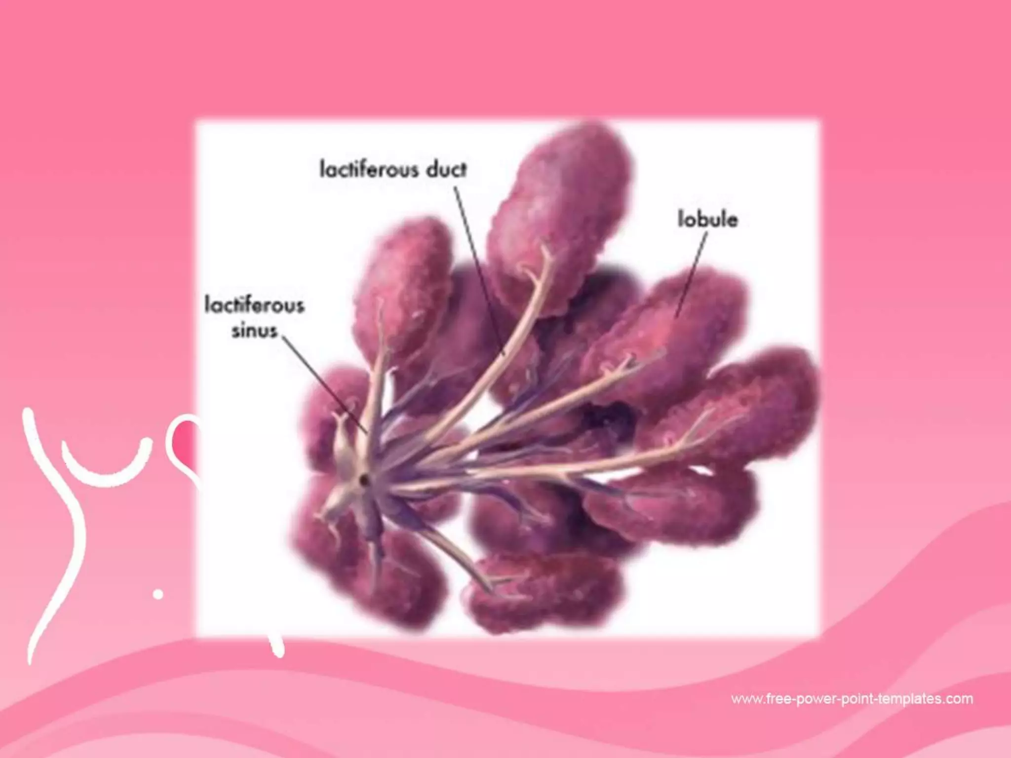 anatomy of breast | PPTX