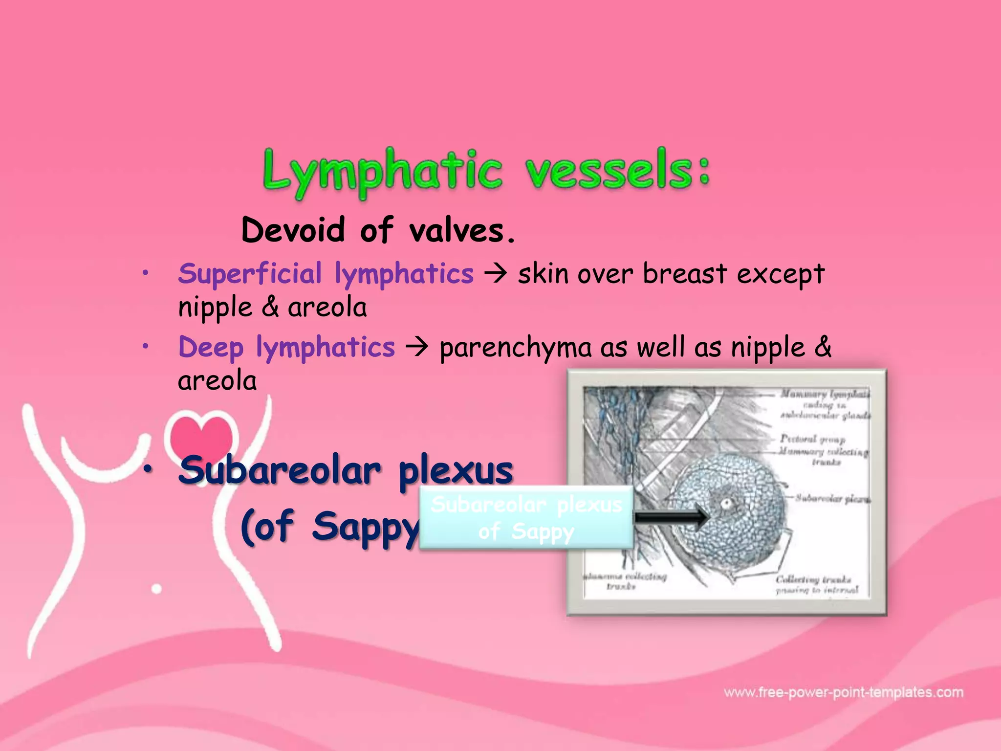 anatomy of breast | PPTX