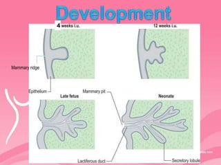 anatomy of breast | PPTX