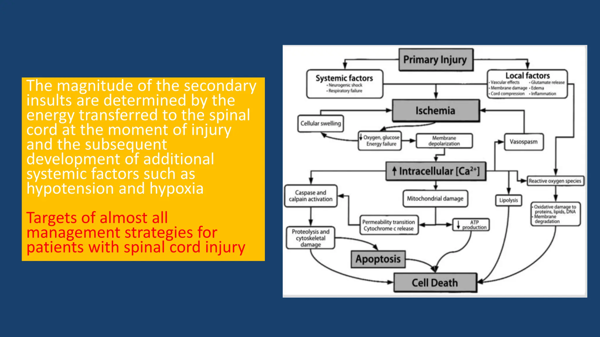 Spinal cord injury: Immediate management and approach.pptx