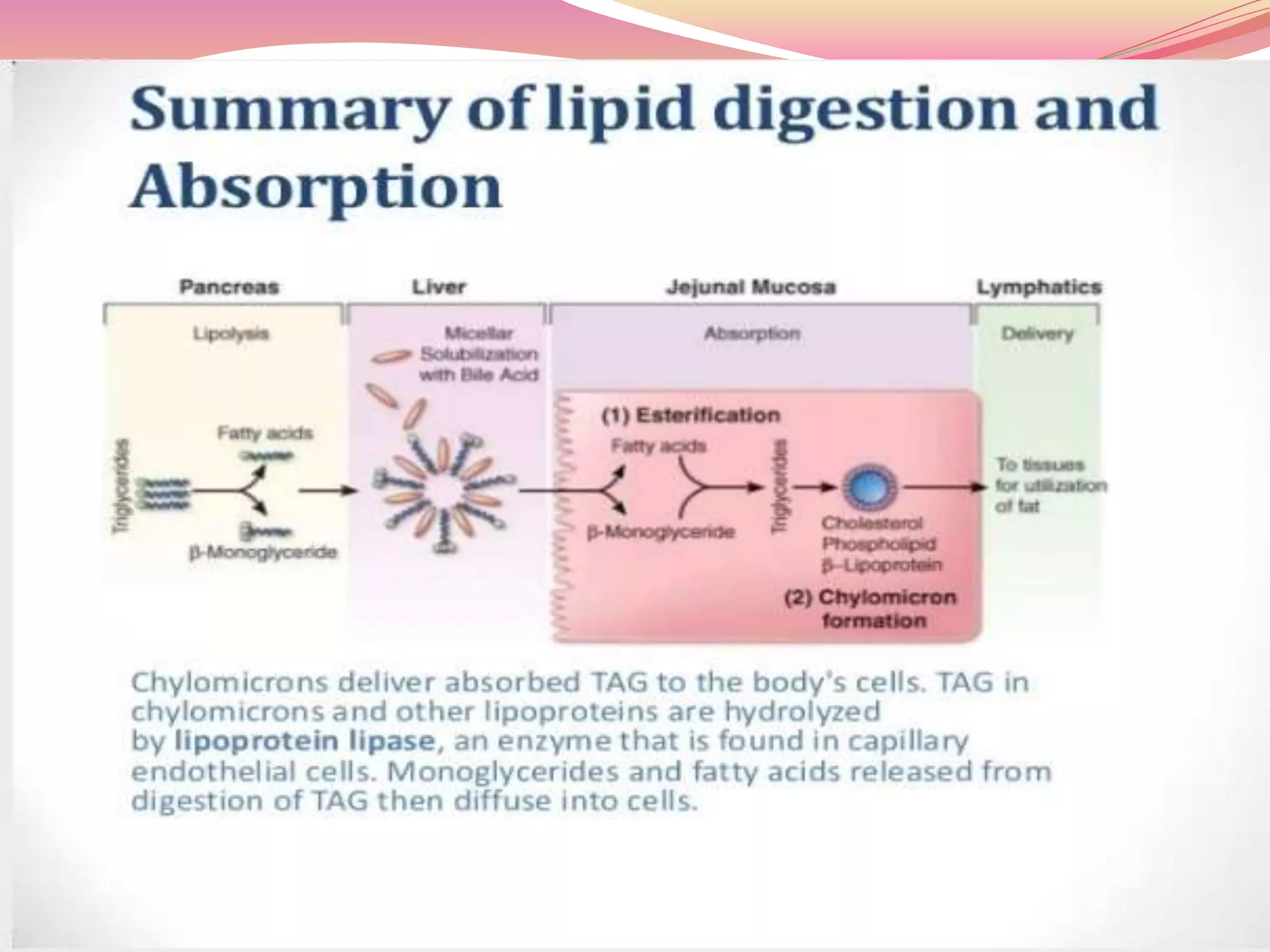 digestion and absorption of lipids | PPTX
