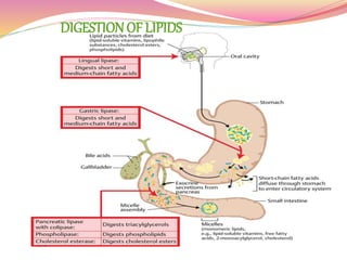 digestion and absorption of lipids | PPTX