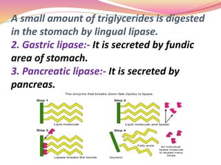 digestion and absorption of lipids | PPTX