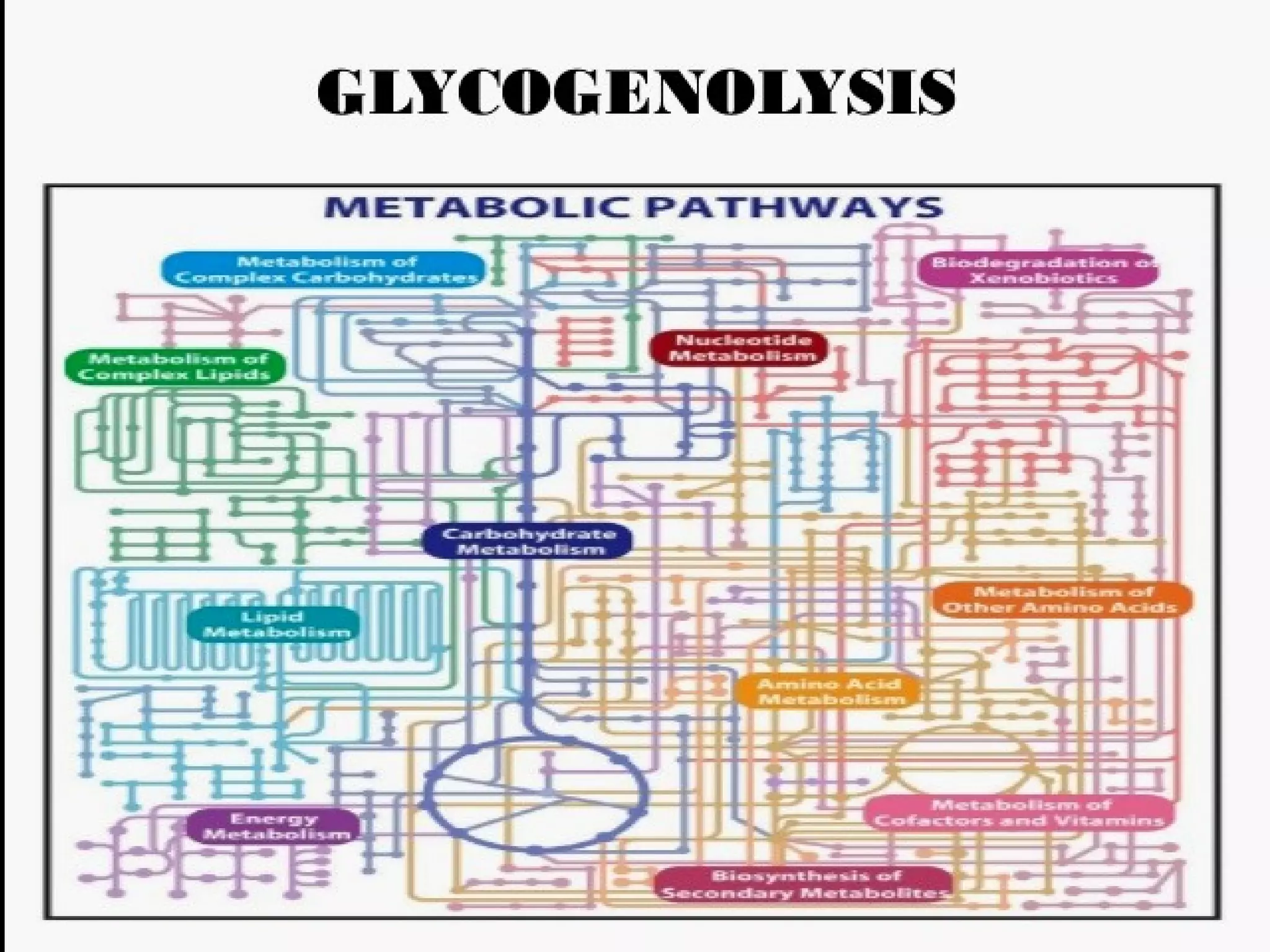 Glycogenolysis Basic | PPT | Endocrine and Metabolic Diseases ...