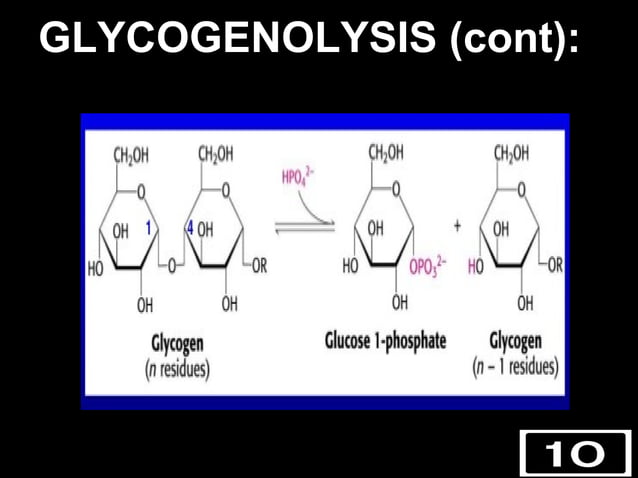 Glycogenolysis Basic | PPT | Endocrine and Metabolic Diseases ...