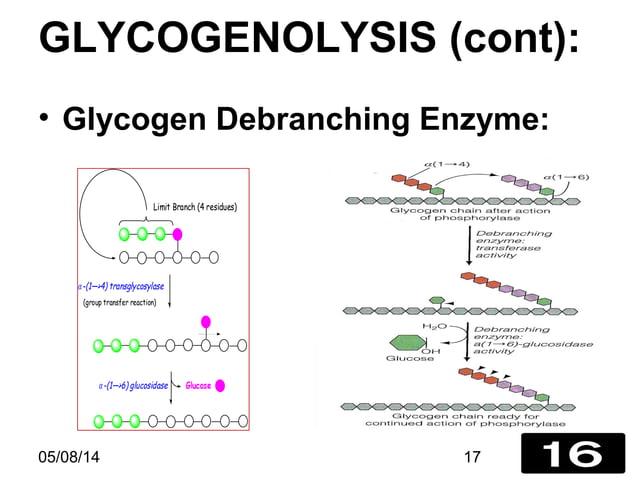 Glycogenolysis Basic Ppt
