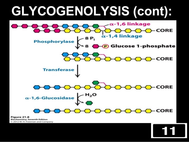 Glycogenolysis Basic