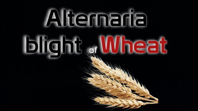 Disease of wheat Alternaria blight 2.pptx | Agriculture | Industries