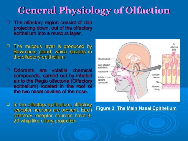 OLFACTION