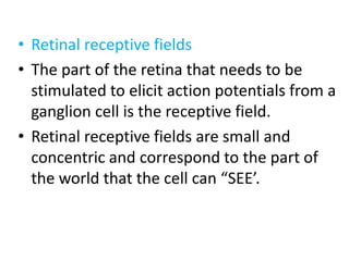 functional retinal physiology | PPTX