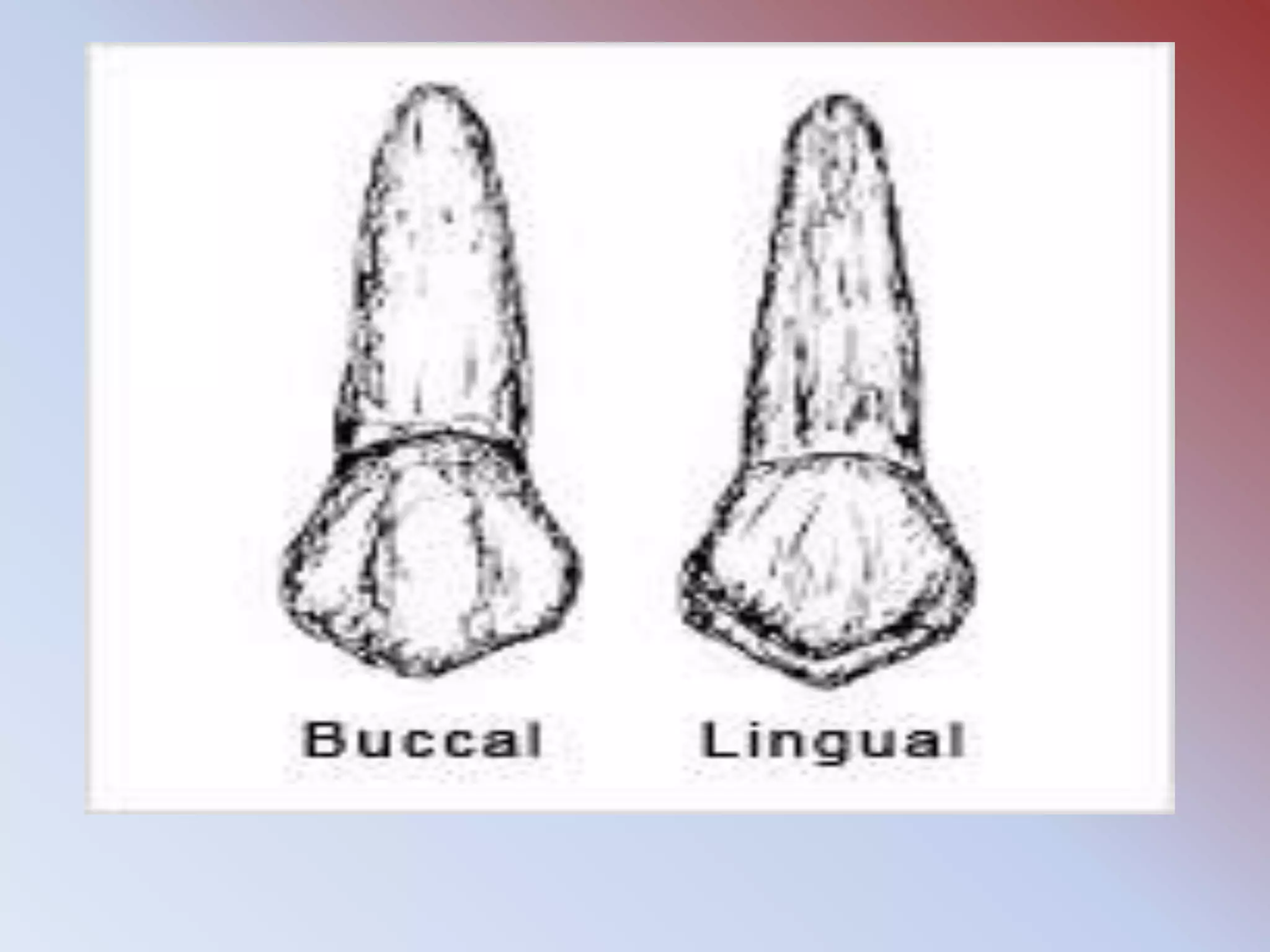 My presentation maxilary premolar | PPTX
