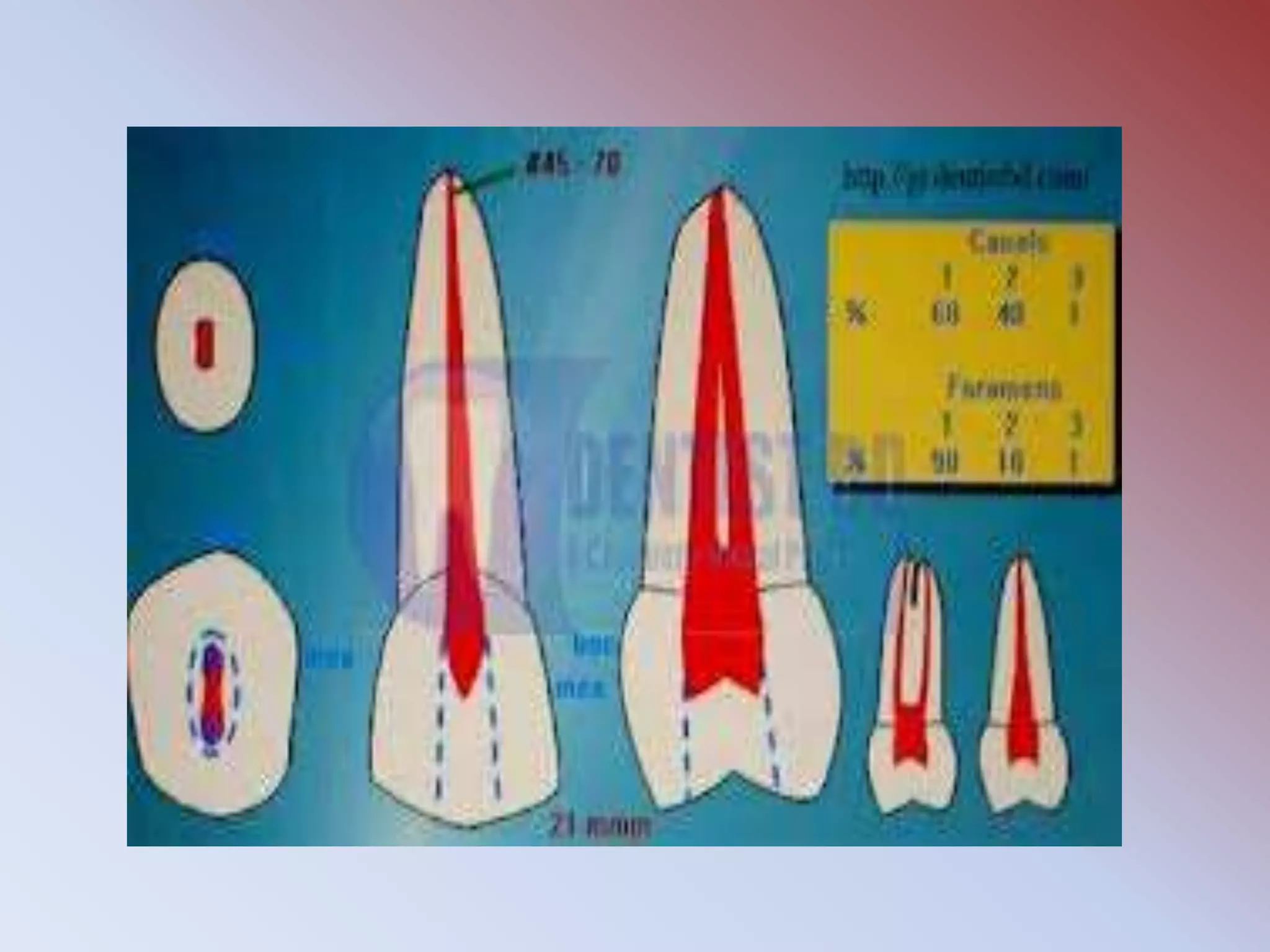 My presentation maxilary premolar | PPT
