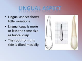 My presentation maxilary premolar | PPT