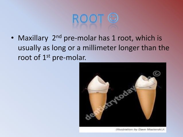 My presentation maxilary premolar | PPT