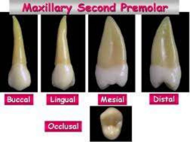 My presentation maxilary premolar | PPT
