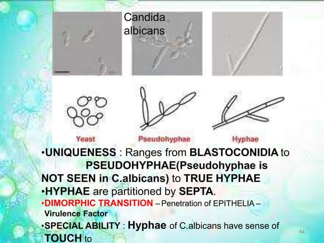 My presentation on Candida/FUNGAL INFECTIONS.pptx